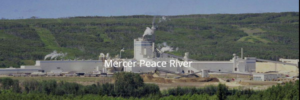 MERCER - Cellulose : Daukat S.L.